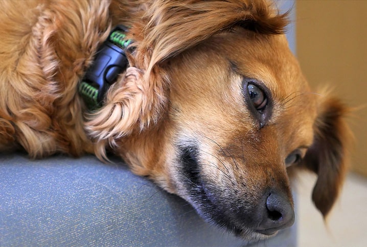 ¿Qué es el moquillo canino? Conoce esta grave enfermedad que afecta a ...