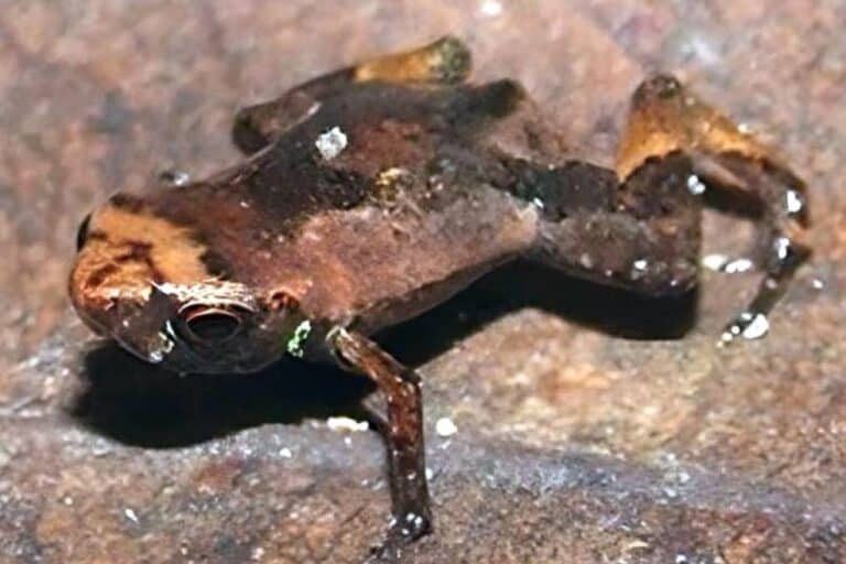 ¿Cuál es el vertebrado más pequeño del mundo? Una rana brasileña ...