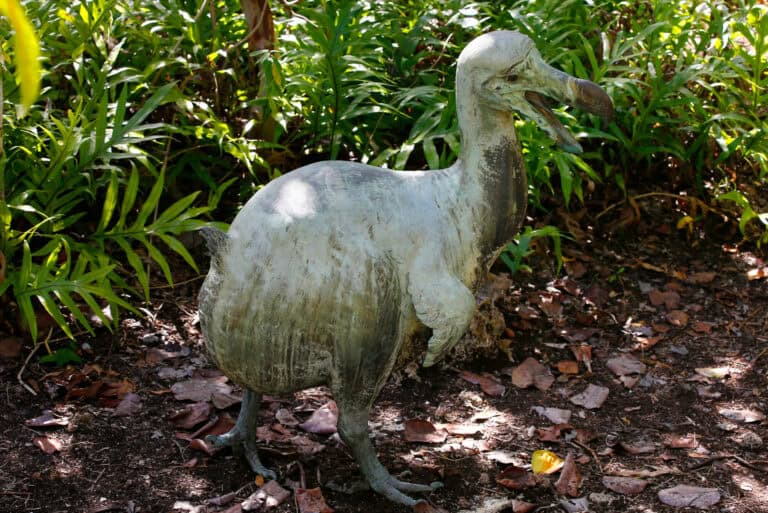 Y en resumen, el dodo no era tan tonto como pensábamos ...